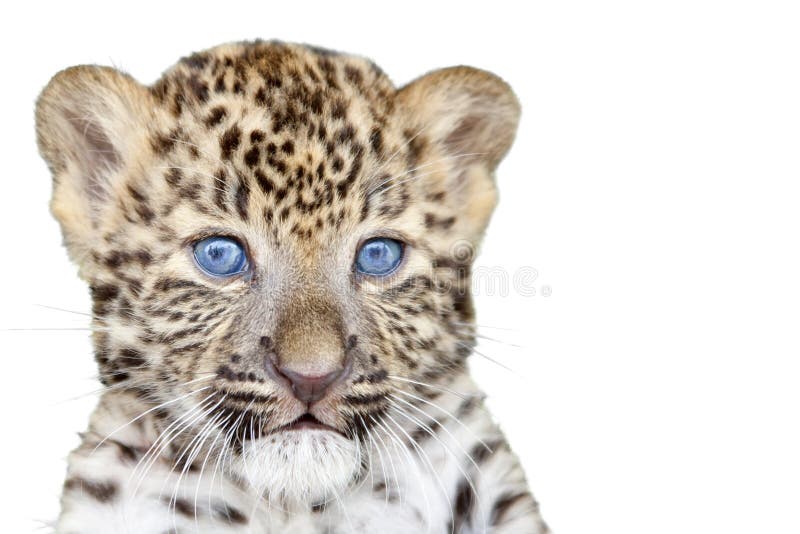 Leopard cub stock photo. Image of newborn, beauty, small - 16341266