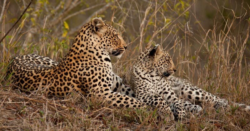 Leopard and cub stock image. Image of watch, spots, lick - 17675743