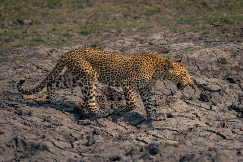 Leopard Cub Crosses Dried-up Riverbed Raising Paw Stock Photo - Image ...