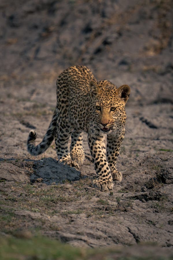 Leopard Cub Crosses Dry Riverbed Lifting Foot Stock Photo - Image of ...
