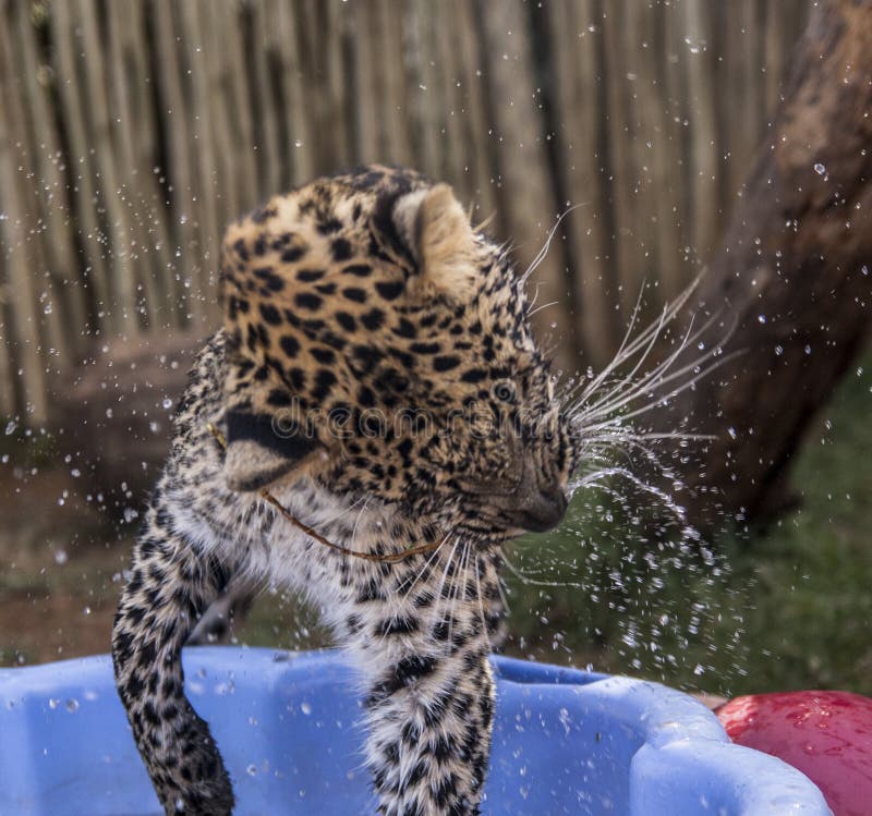 Leopard cub stock photo. Image of colors, cuteness, nopeople - 89360684