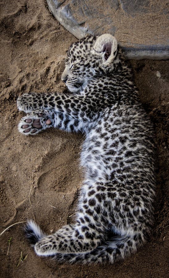 Leopard cub stock photo. Image of cuteness, majestic - 89360712