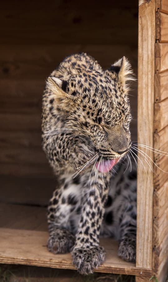 Leopard cub stock photo. Image of cute, leopard, life - 89360766