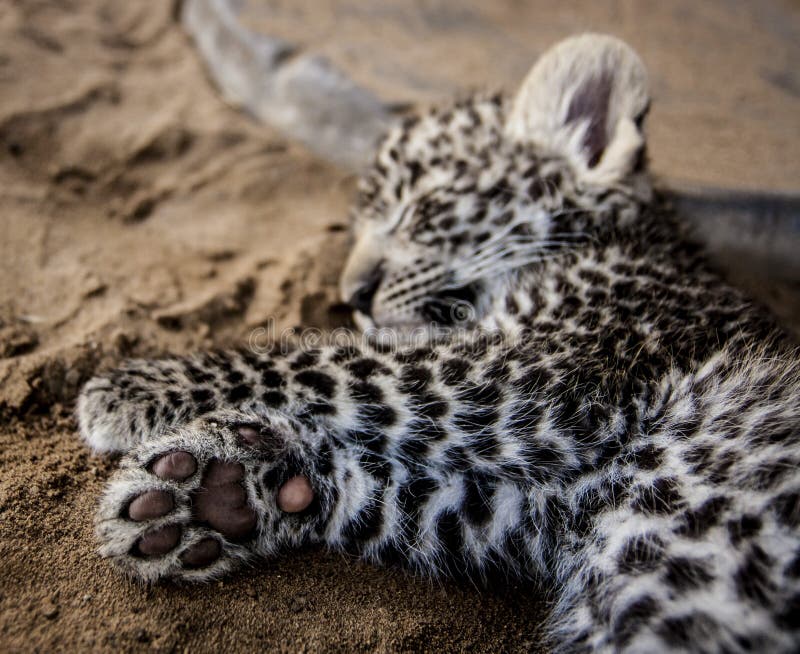 Leopard cub stock photo. Image of nature, animal, nighthunter - 89360788