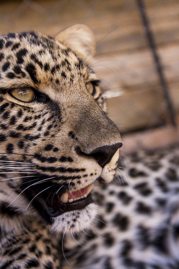 Leopard cub stock photo. Image of african, predator, bigcat - 89360852