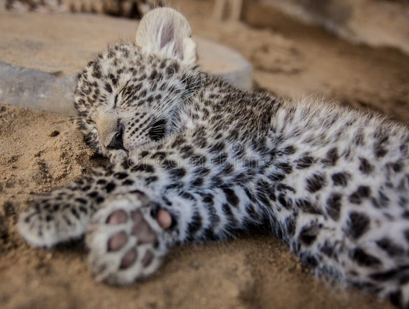 Leopard cub stock image. Image of african, adoarble, predator - 89361499