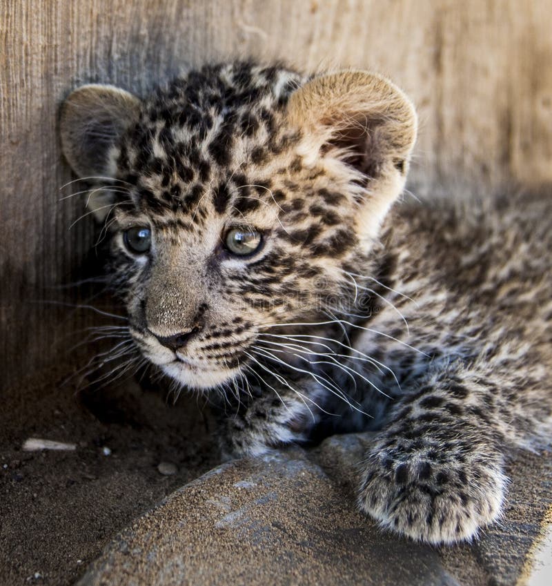 Leopard cub stock image. Image of nighthunter, babyes - 89361527