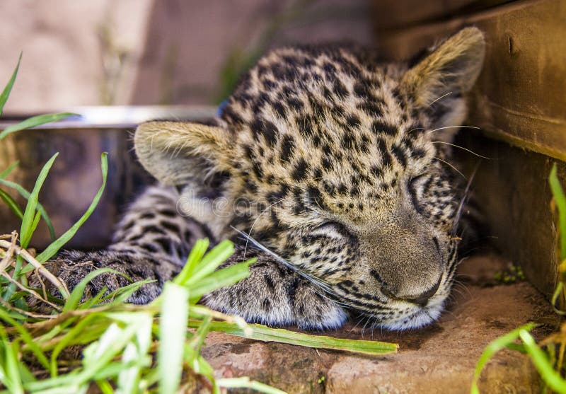 Leopard cub stock image. Image of cuteness, nature, eyes - 89362387