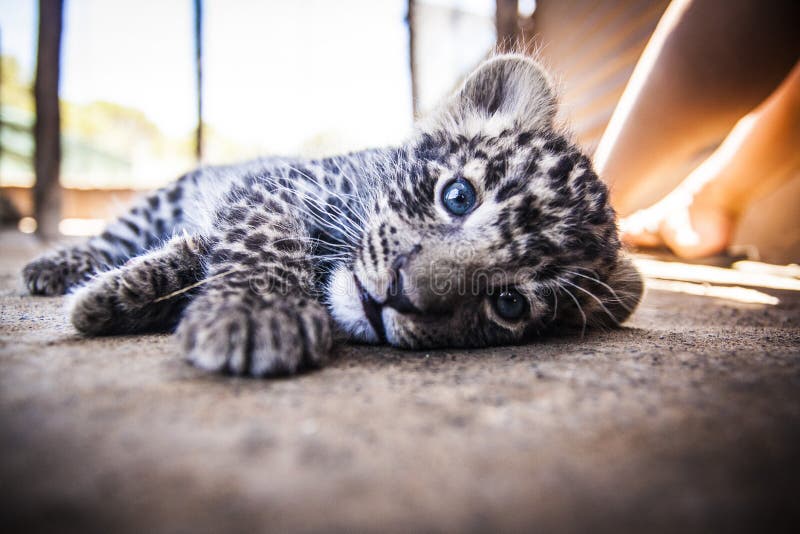 Leopard cub stock image. Image of nighthunter, cuteness - 89366057