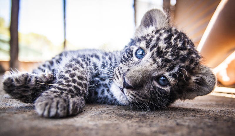 Leopard cub stock image. Image of animals, cuteness, adorable - 89366095