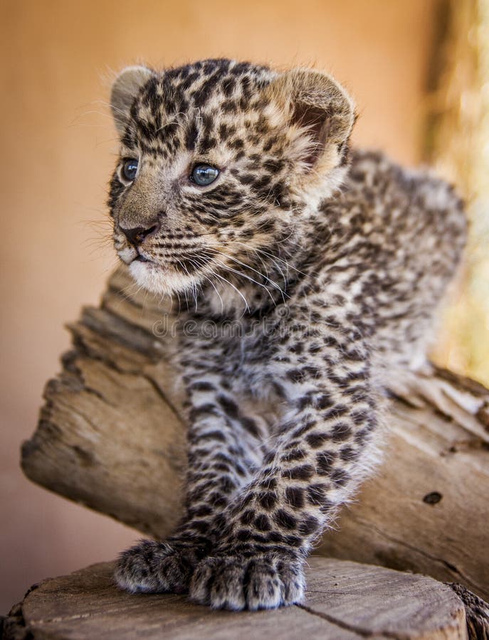 Leopard cub stock image. Image of closeup, eyes, beautiful - 89366147