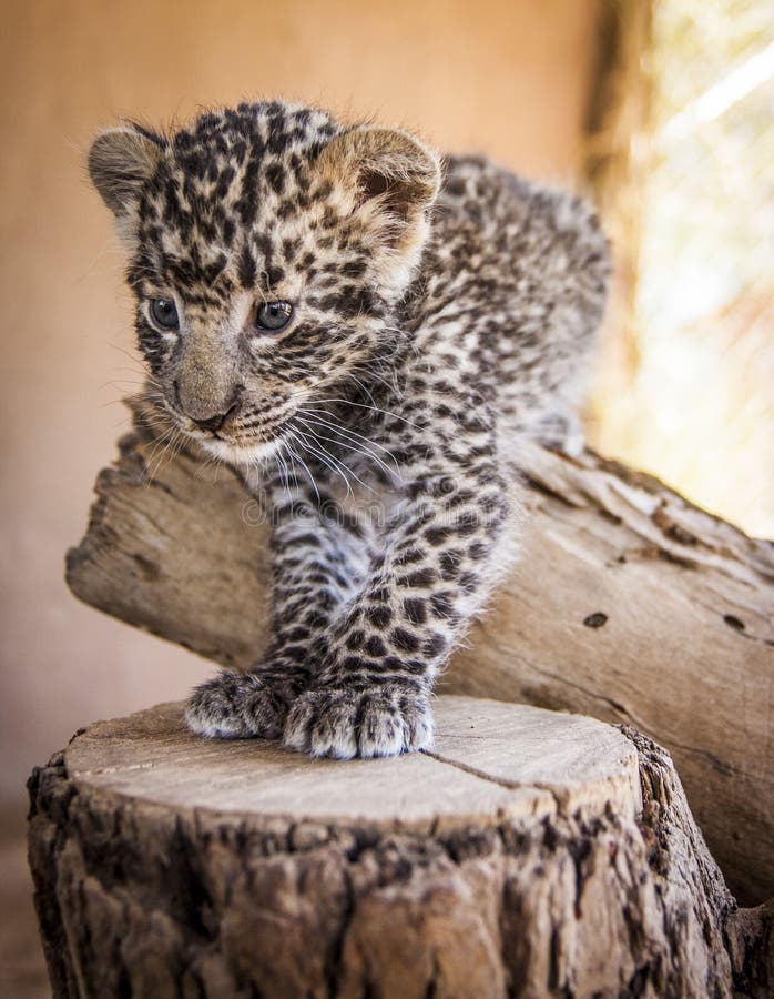 Leopard cub stock photo. Image of black, leopard, cute - 89366152