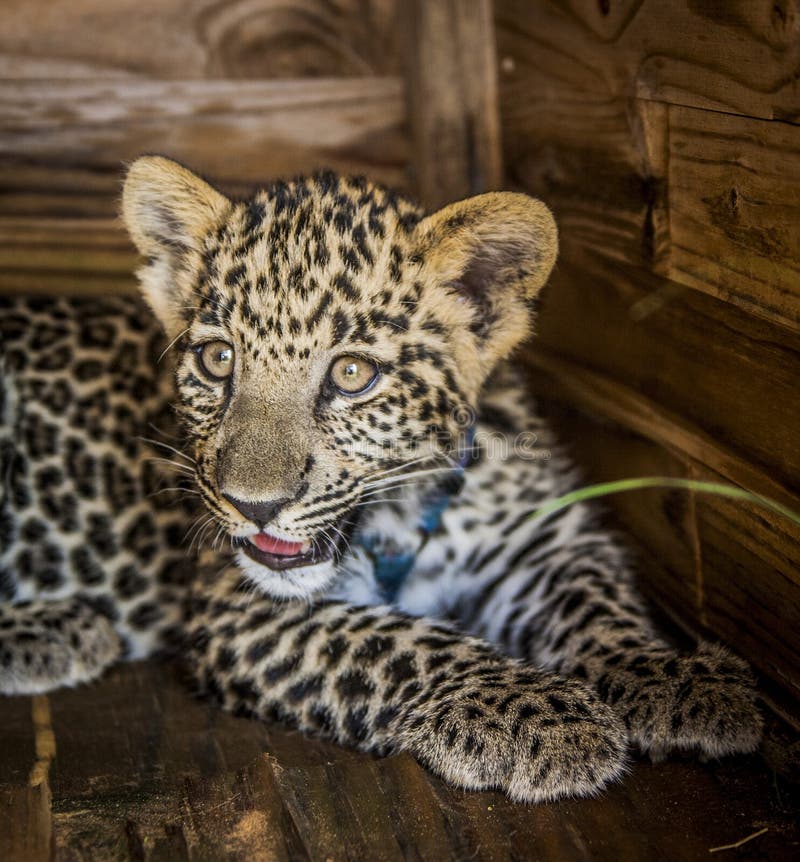 Leopard cub stock image. Image of babyes, nature, proud - 89366631