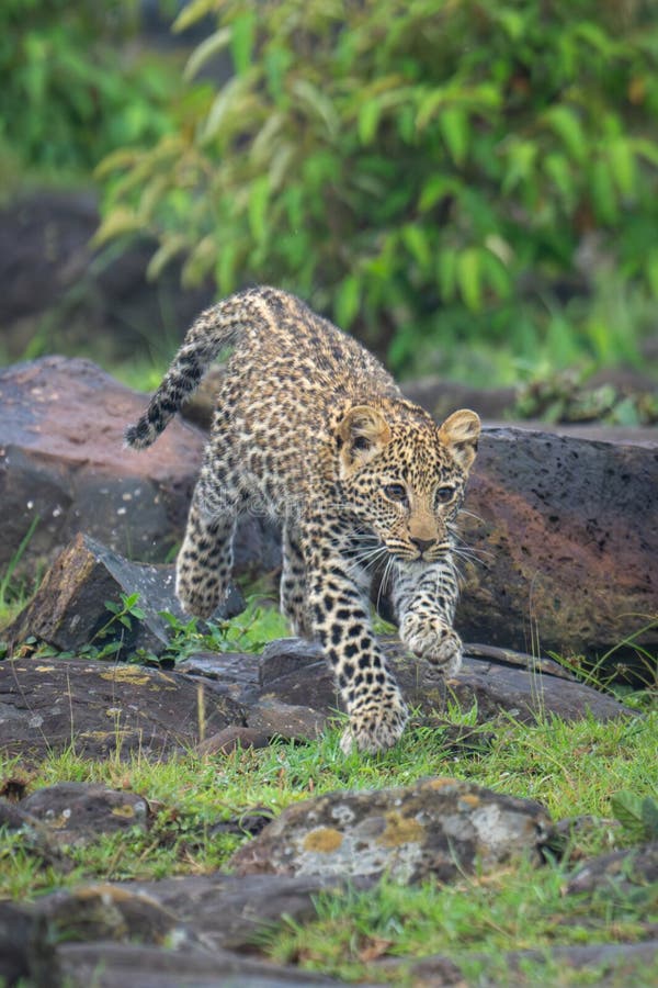 Leopard Cub Jumps Off Rock Lifting Paws Stock Photo - Image of five ...