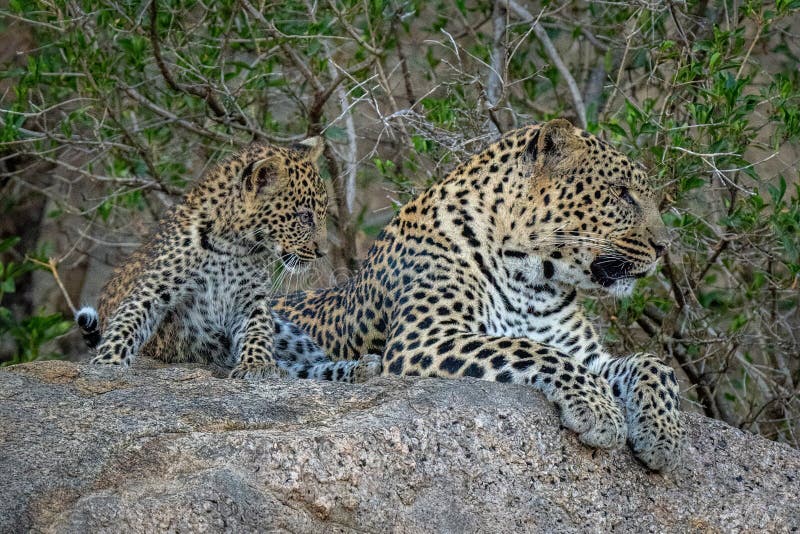 Leopard and Cub Lie Side-by-side on Rock Stock Image - Image of ...