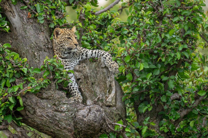 Leopard Cub Lies in Tree Staring Out Stock Photo - Image of leaf ...