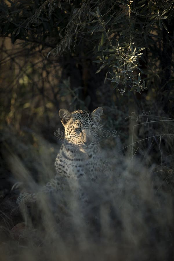 A young leopard cub stock image. Image of richtersveld - 145536531