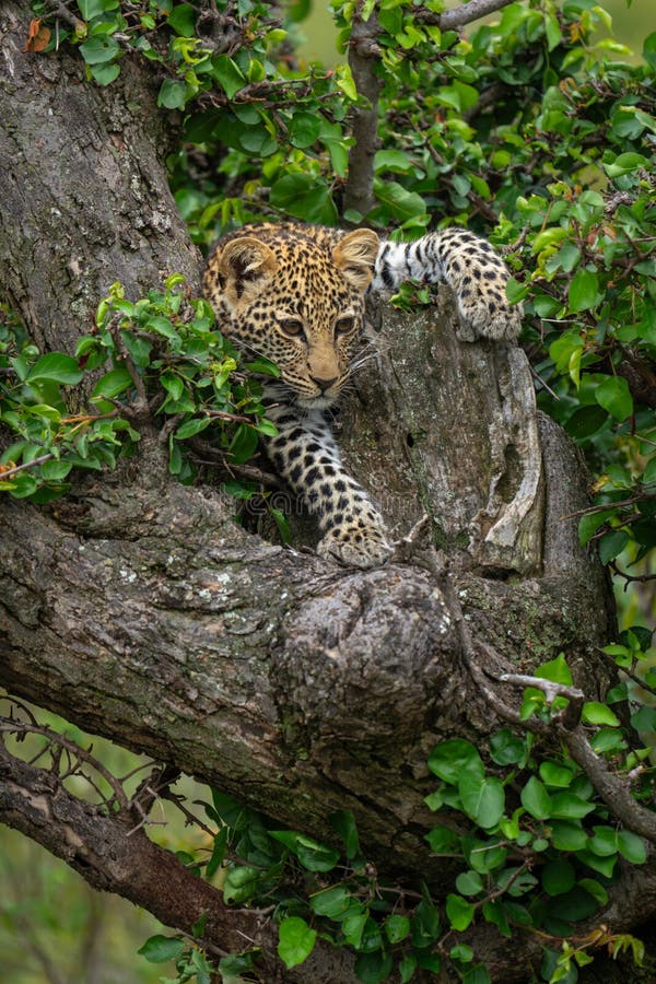 Leopard Cub Looks Down from Leafy Tree Stock Photo - Image of ...