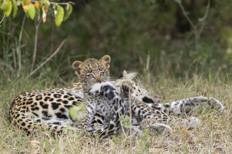 Leopard Cub Playing stock image. Image of motherhood - 99364183