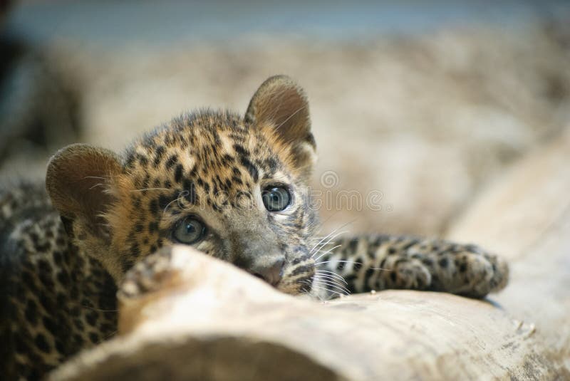 Leopard cub portrait stock image. Image of dark, danger - 57467997
