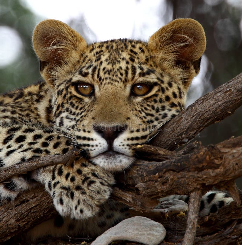 21+ Leopard cub Free Stock Photos - StockFreeImages