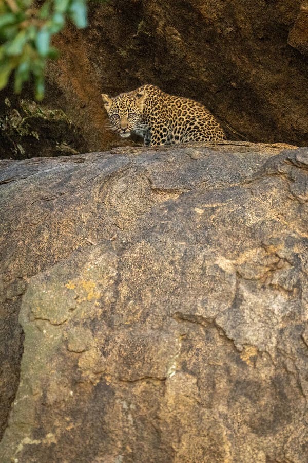 159 Crouching Leopard Stock Photos - Free & Royalty-Free Stock Photos ...