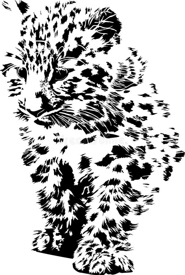 Leopard cub stock vector. Illustration of design, carnivore - 236339551