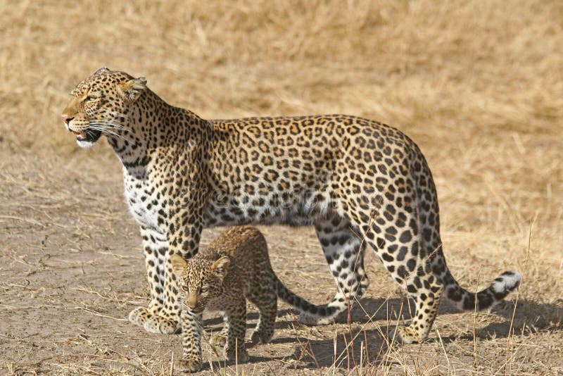 African Leopard and Cub stock image. Image of africa - 64440027