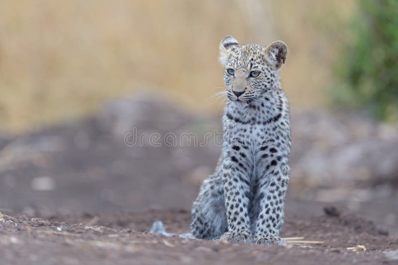 Leopard Cub in the Wilderness Stock Image - Image of nocturnal, baby ...