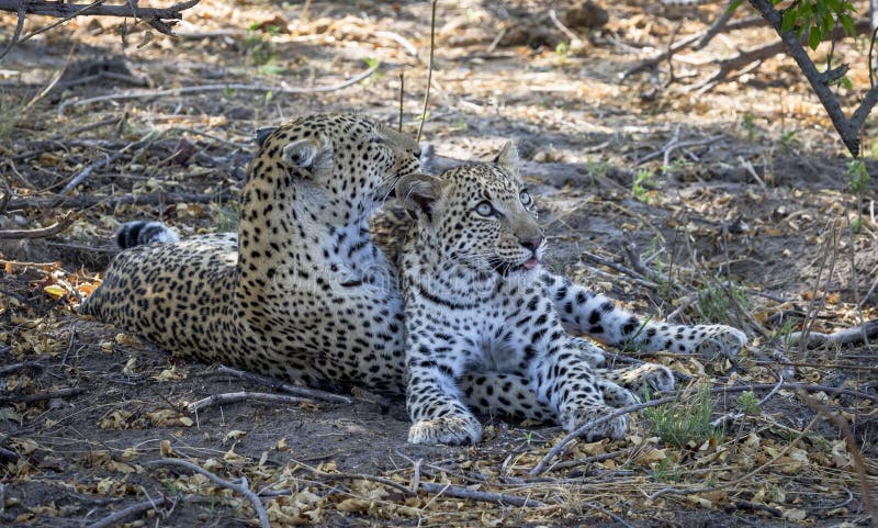 Leopard Cubs in Botswana, Africa Stock Image - Image of adventure, wild ...