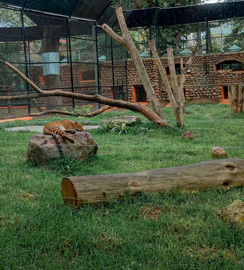 A Leopard Curled Up Asleep on a Large, Flat Rock in the Left-center of ...