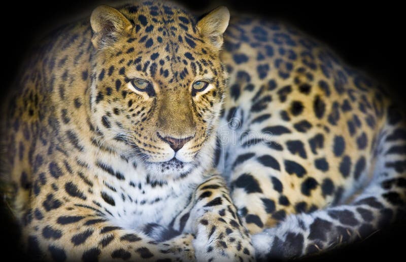 Leopard in a dark cave stock image. Image of meow, white - 17465499