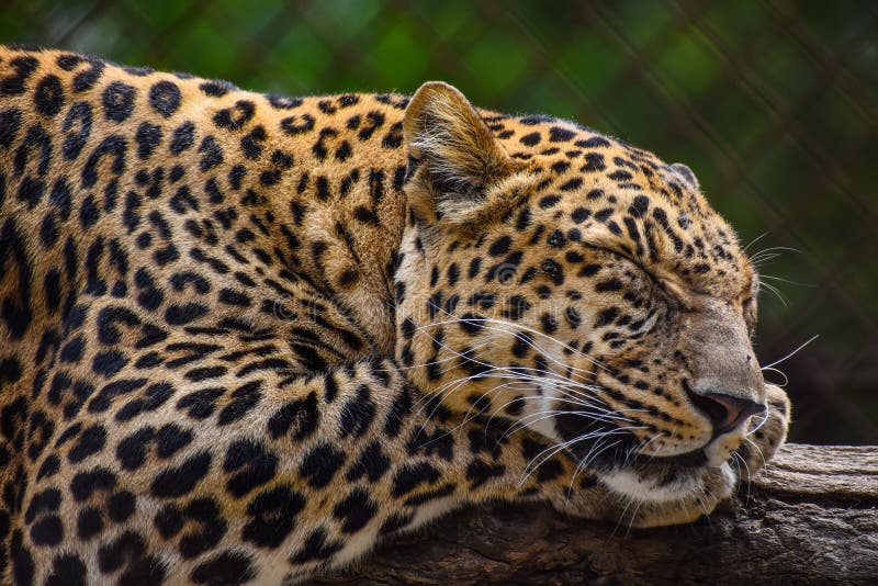 Leopard in Delhi Zoo, New Delhi India. Stock Image - Image of carnivore ... Leopard in Delhi Zoo, New Delhi India. Stock Image - Image of carnivore ...
