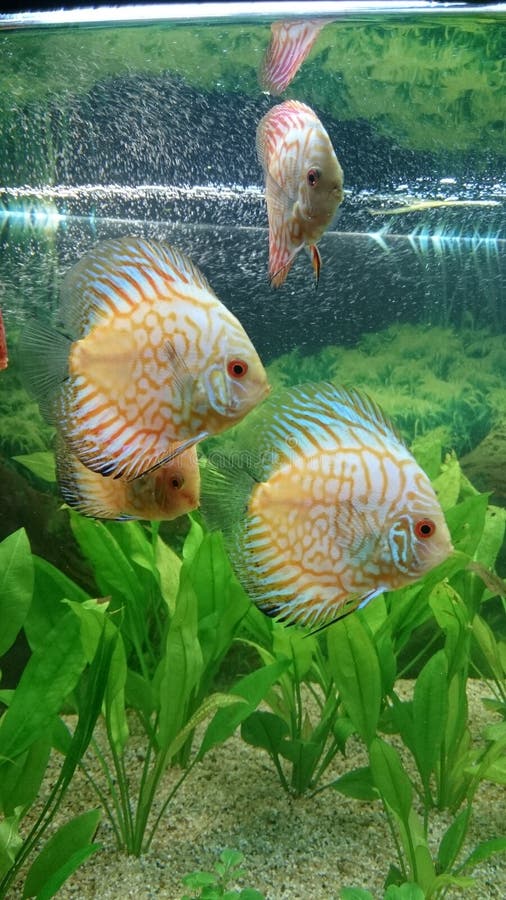 White Leopard Discus Fish in Aquarium Stock Image - Image of exotic ...