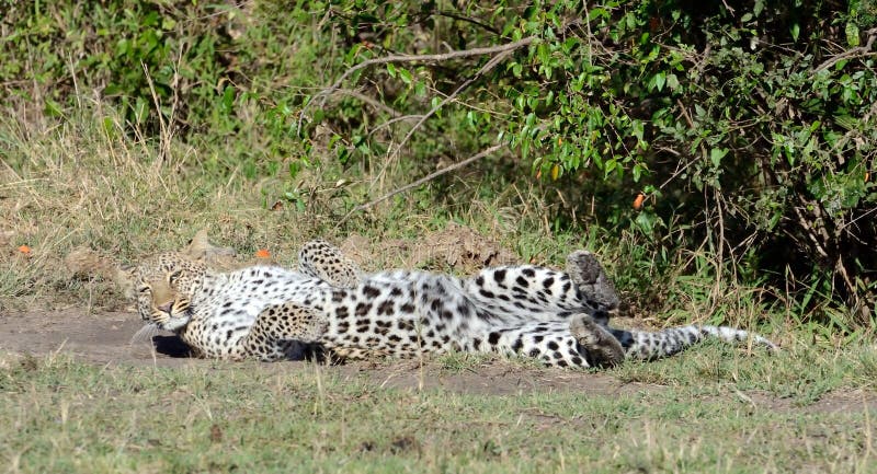Leopard Rolling In Some Dung Stock Image - Image of panthera, single ...
