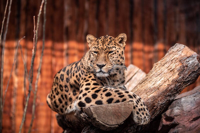 Leopard in a Dominant Pose Basking in the Sun without a Care in the ...