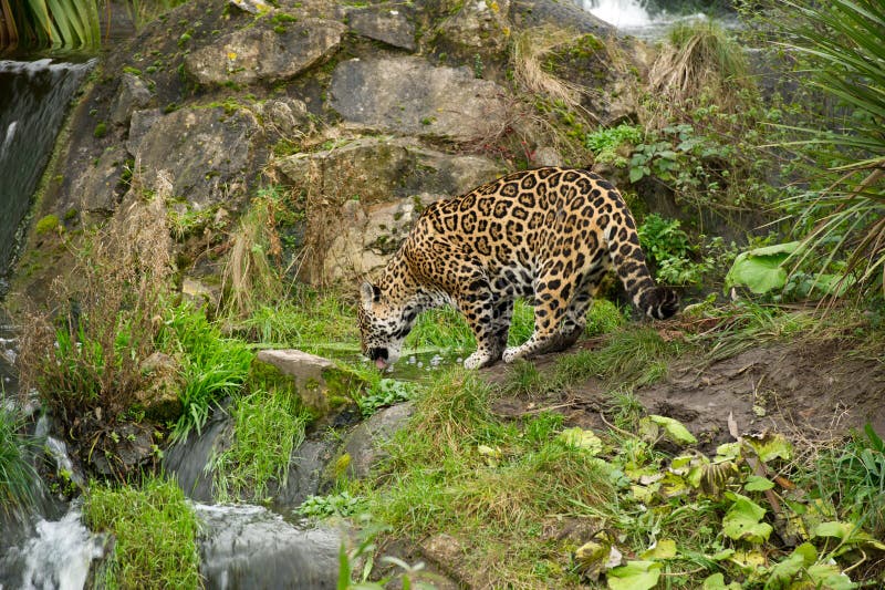 Leopard drinking water stock photo. Image of large, endangered - 17419528