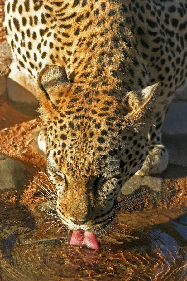 Leopard drinking water stock image. Image of thirst, travel - 17757309