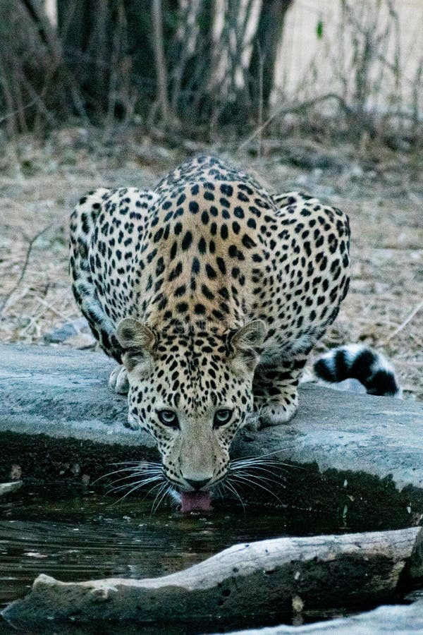 Leopard Drinking Water Close Up Stock Photo - Image of face, kenya ...
