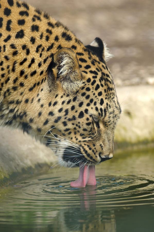 Leopard drinking water stock image. Image of mouth, whiskers - 3698063
