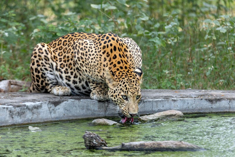 Leopard Drinking Water Jhalana Leopard Reserve, Jaipur, India Stock ...