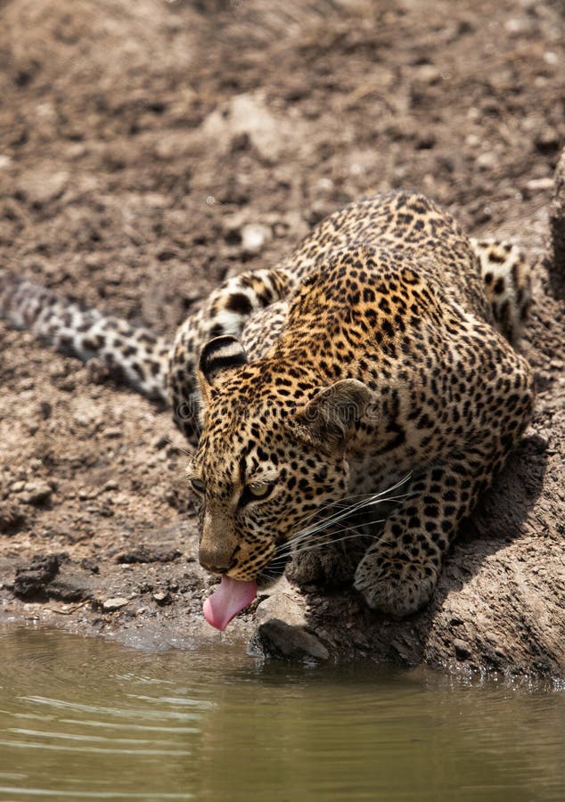 Leopard Drinking Water at Masai Mara Stock Image - Image of predator ...