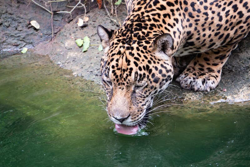 393 Leopard Drinking Water Stock Photos - Free & Royalty-Free Stock ...