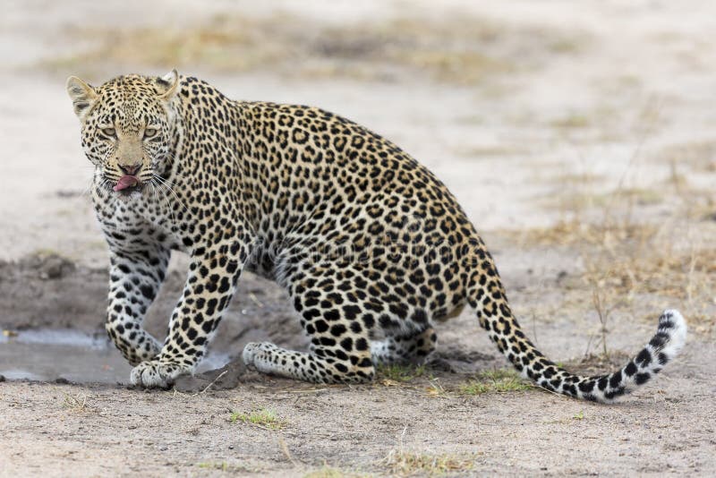 Leopard Drinking Water from Small Pool after Hunting Stock Photo ...