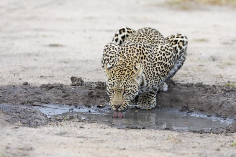 Leopard Drinking Water from Small Pool after Hunting Stock Photo ...