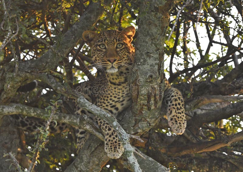 Leopard in the Early Morning Sunlight Stock Image - Image of holiday ...