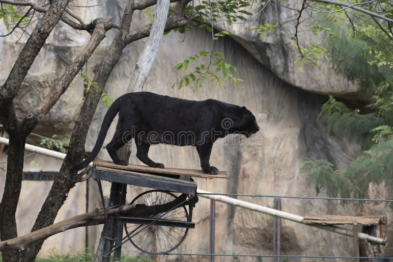 Leopard Eating Food on the Tree Stock Photo - Image of bite ...