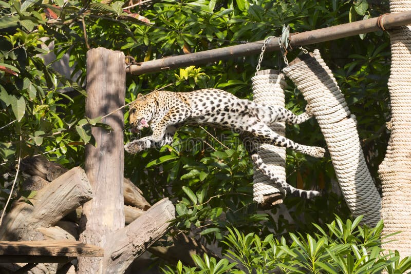 Leopard Eating Food on the Tree Stock Photo - Image of natural, africa ...
