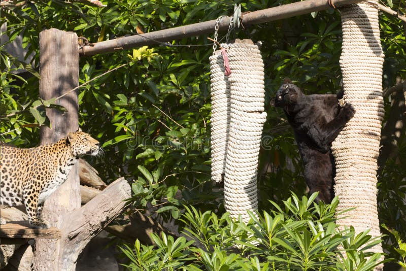 Leopard Eating Food on the Tree Stock Photo - Image of mammal ...