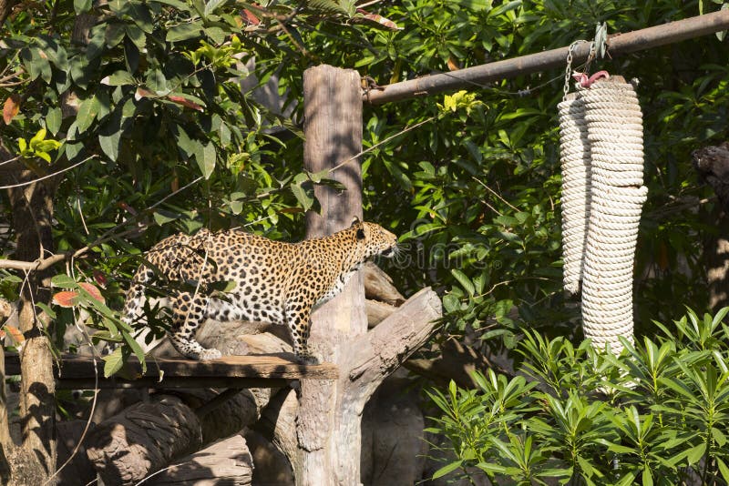 Leopard Eating Food on the Tree Stock Photo - Image of impala, africa ...